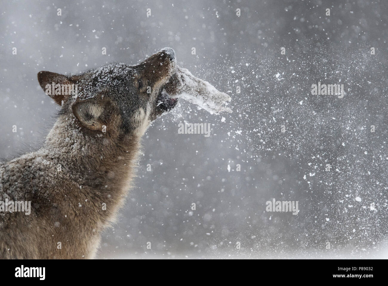 Wolf poland hi-res stock photography and images - Alamy