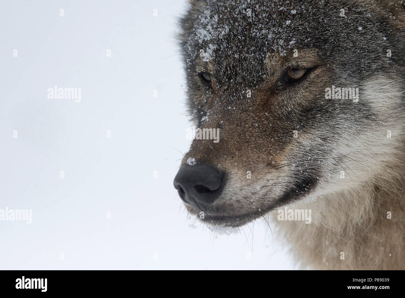 Wolf Poland High Resolution Stock Photography and Images - Alamy