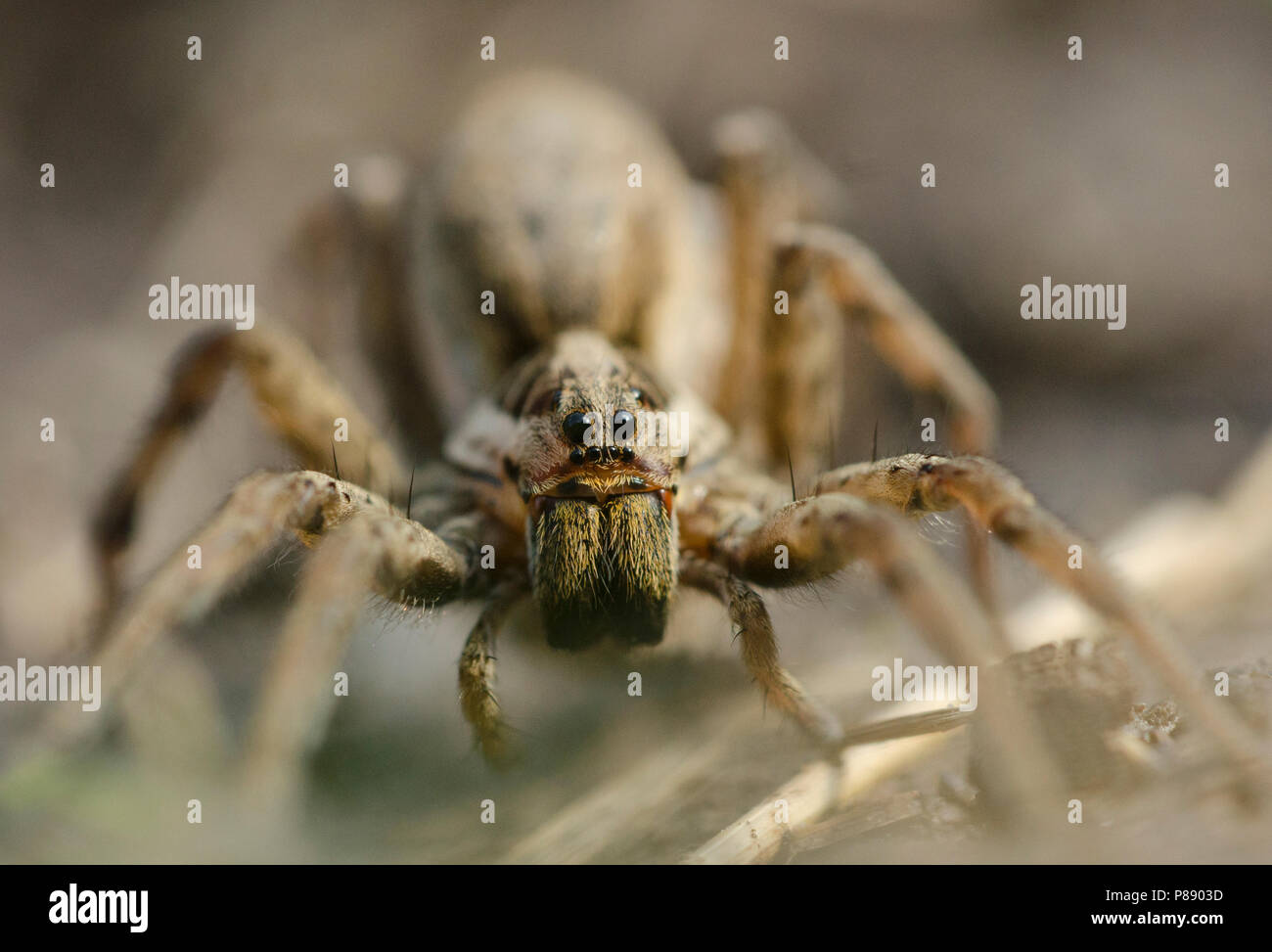 Wolfspin onbekend, Pardosa spec, Wolf Spider unknown Stock Photo - Alamy Wolfspin onbekend, Pardosa spec, Wolf Spider unknown Stock Photo - Alamy