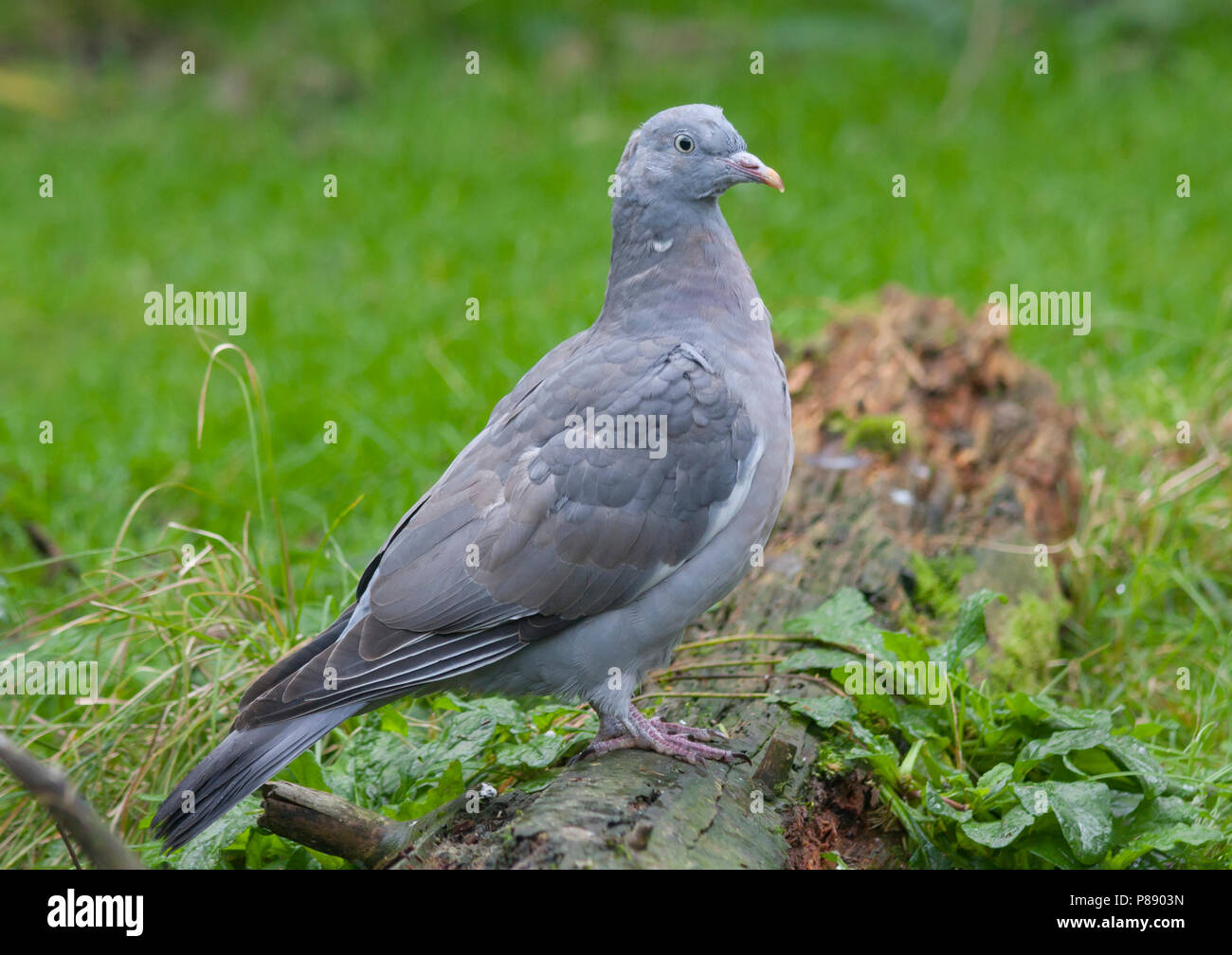 Adult wood pigeon hi-res stock photography and images - Alamy