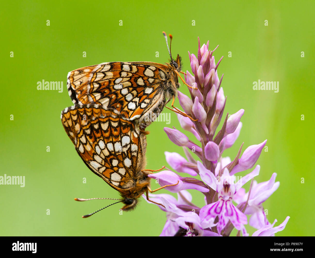 False heath fritillary butterfly hi-res stock photography and images ...