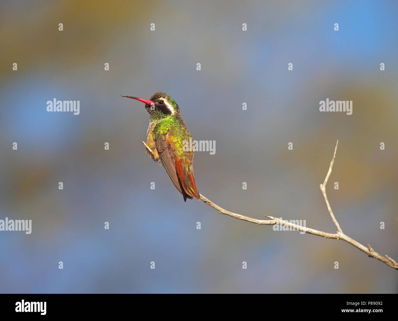 Xantuss hummingbird hi-res stock photography and images - Alamy