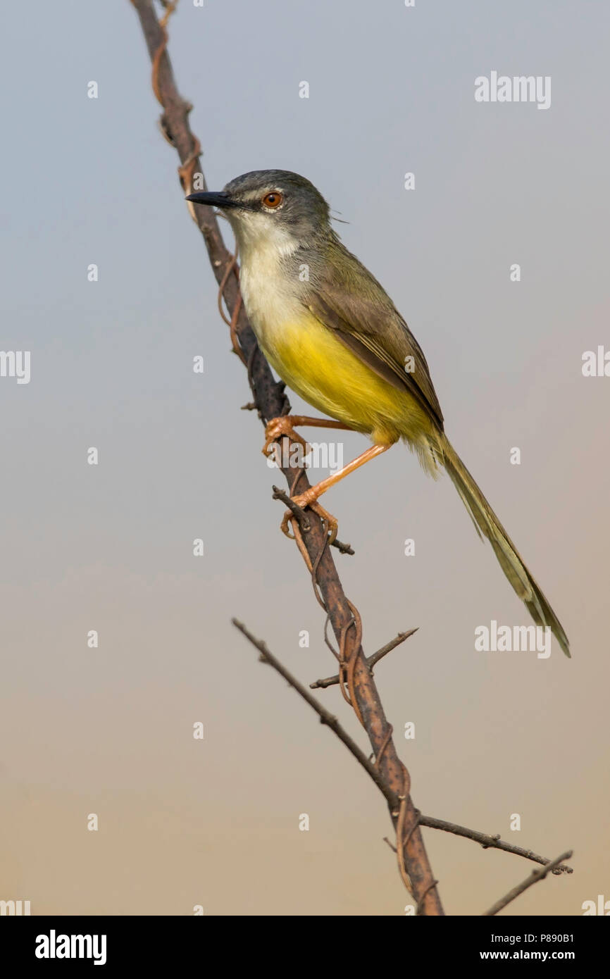 Yellow bellied prinia prinia flaviventris hi-res stock photography and ...