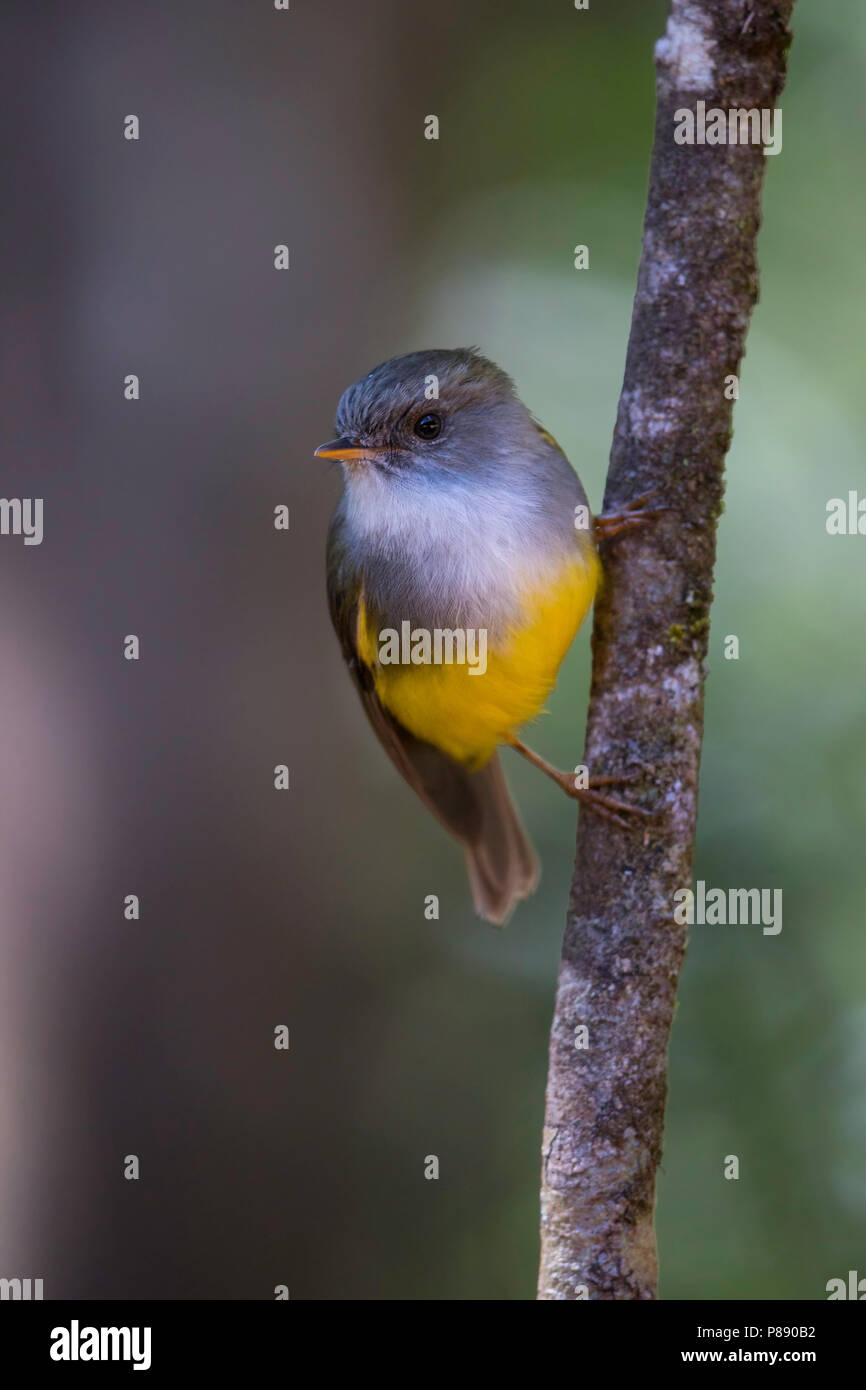Yellow-bellied Robin (Microeca flaviventris) a New Caledonia endemic ...