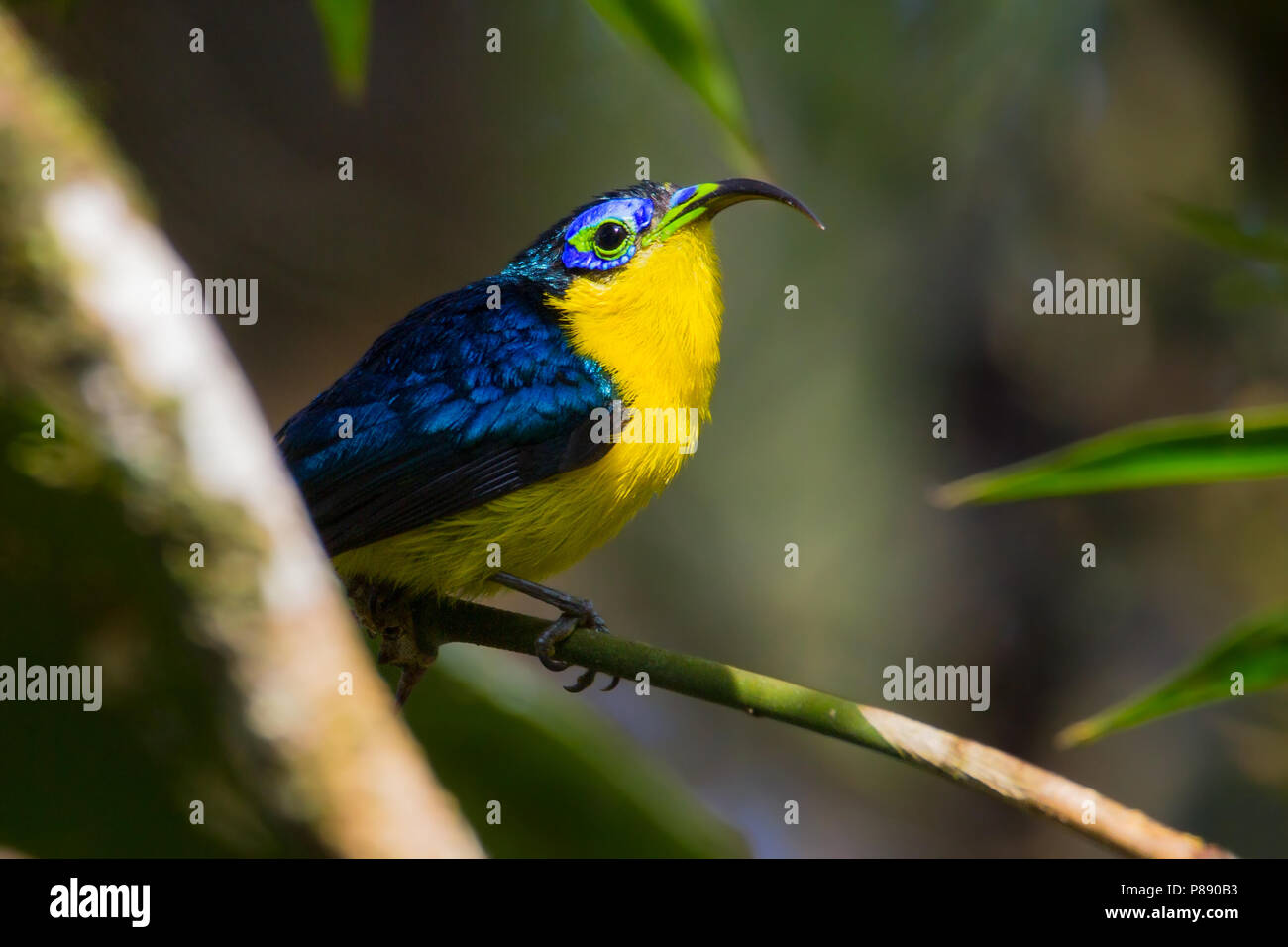 Yellow-bellied Sunbird-Asity (Neodrepanis hypoxantha Stock Photo - Alamy