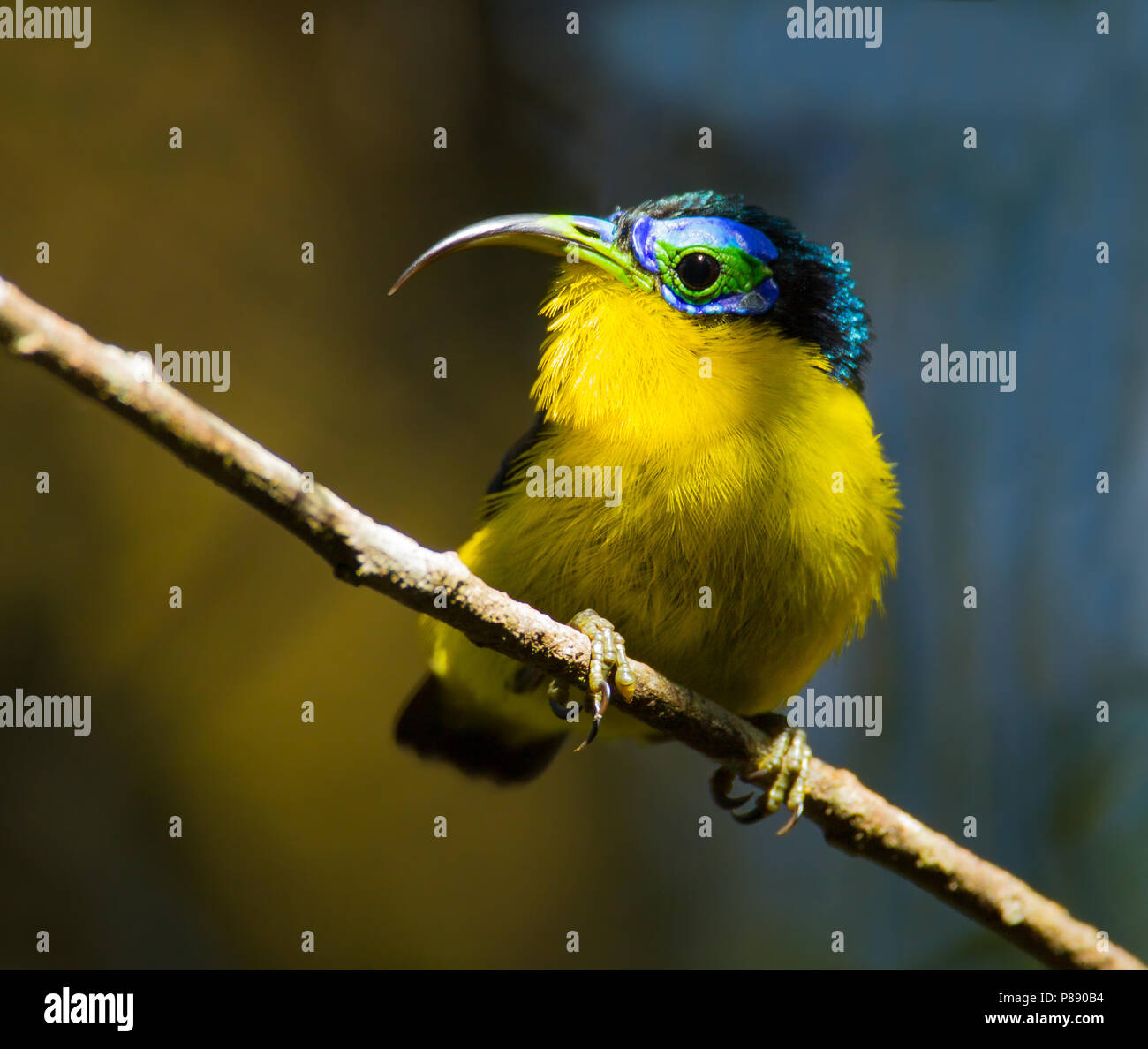 Neodrepanis hypoxantha hi-res stock photography and images - Alamy