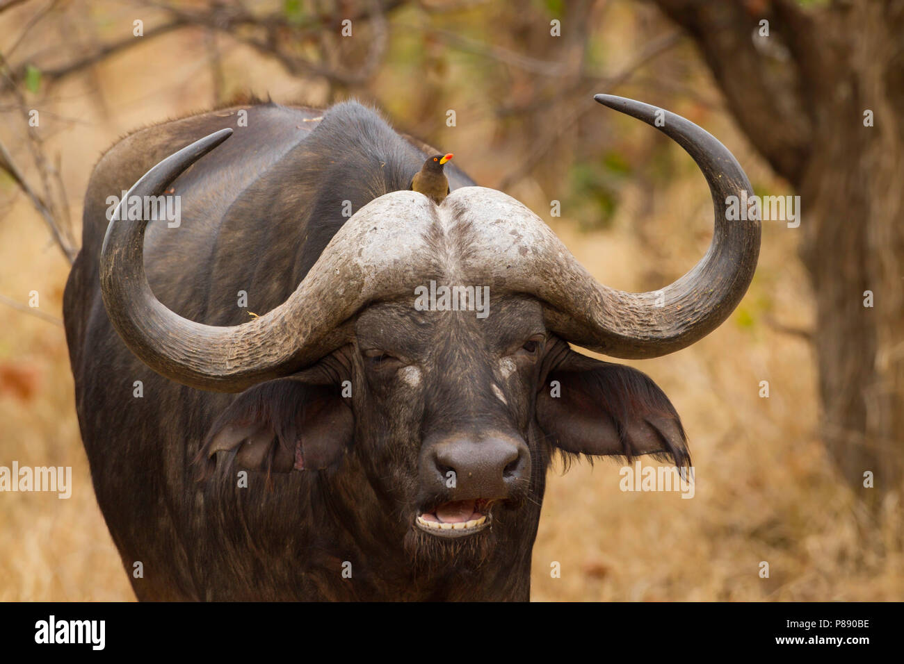 Ride on the bird hi-res stock photography and images - Alamy