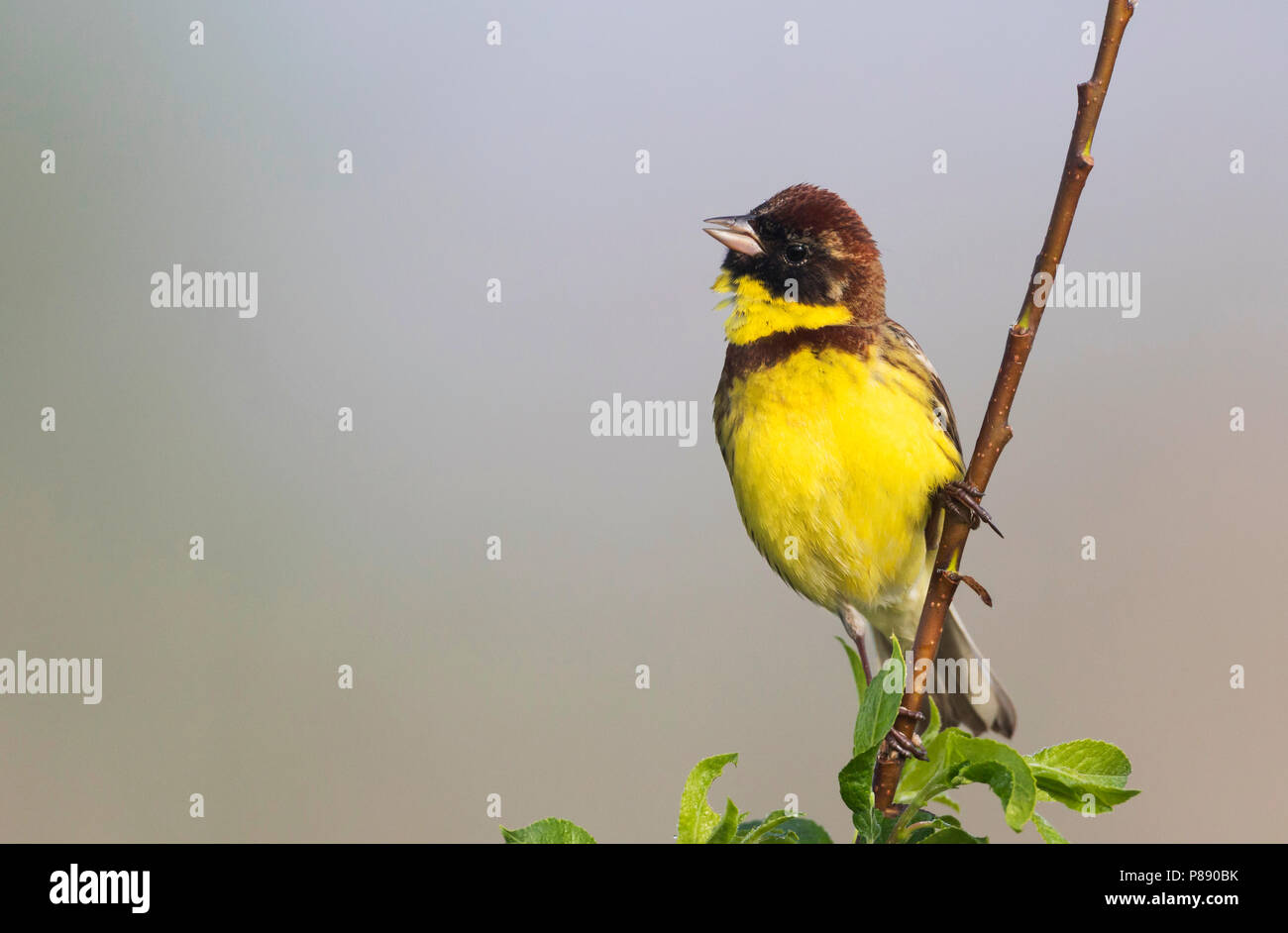 Yellow-breasted Bunting - Weidenammer - Emberiza aureola ssp. aureola ...