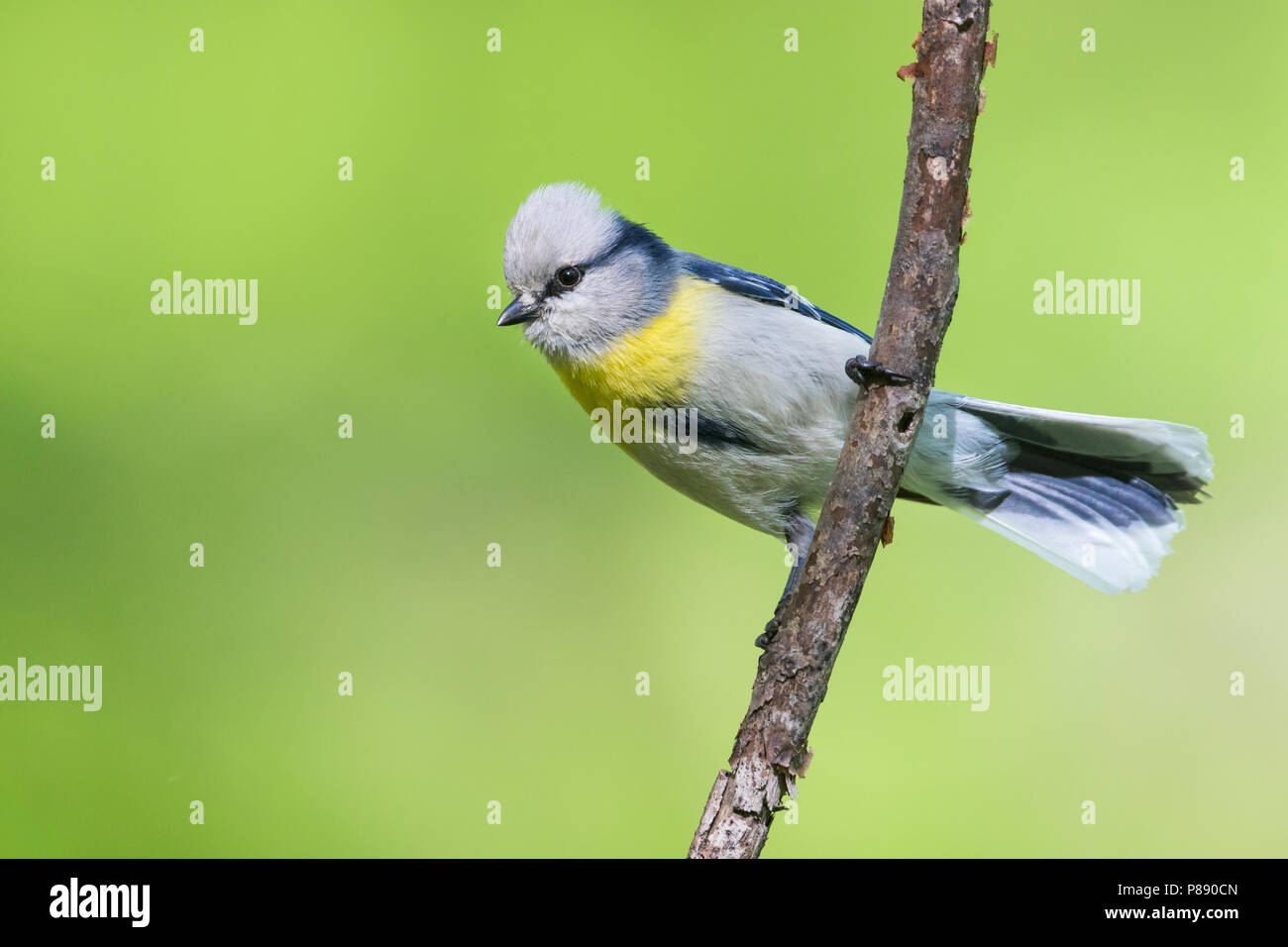 Yellow-breasted Tit - Lasurmeise - Cyanistes cyanus ssp. flavipectus ...
