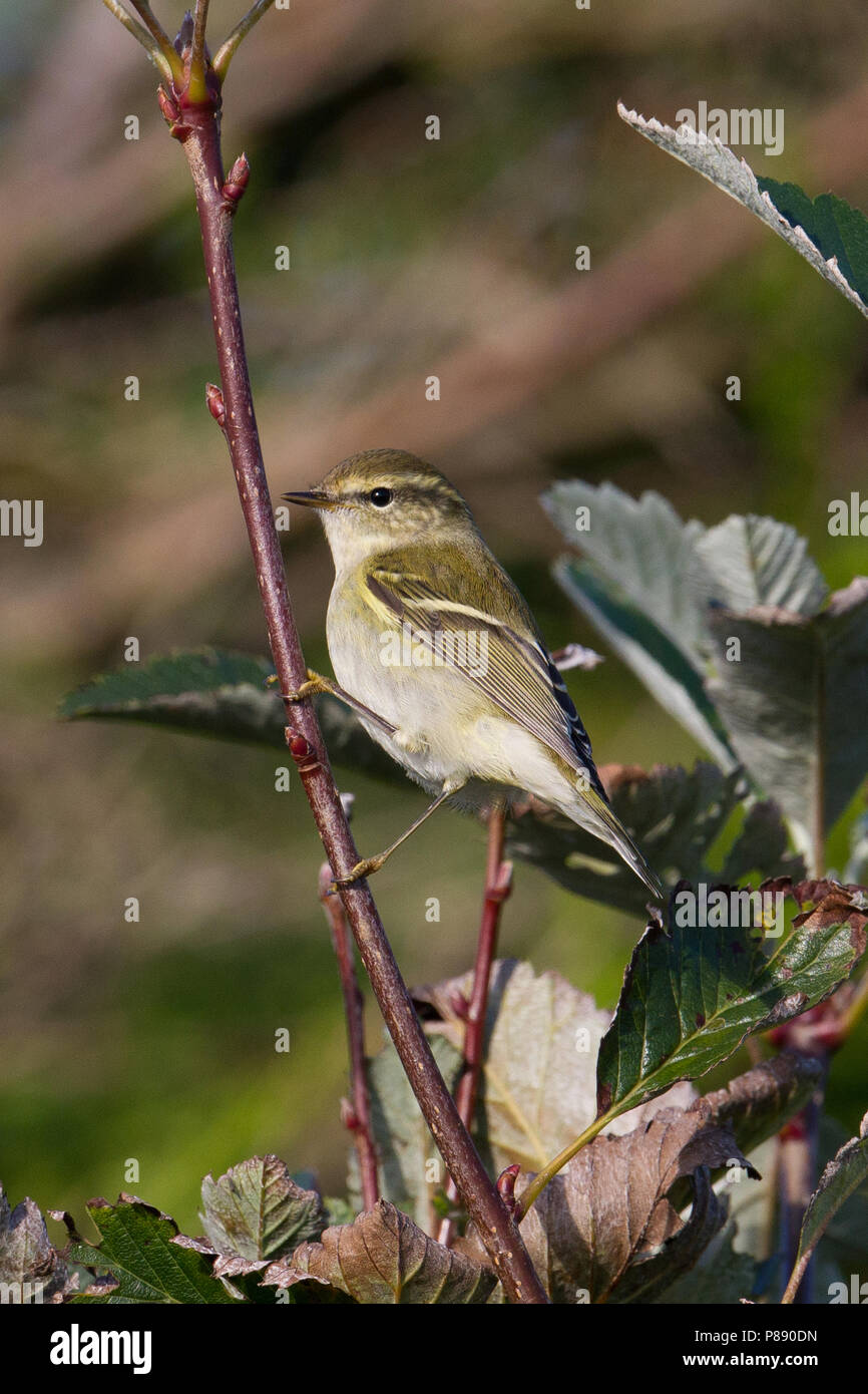 Yellow browed warbler phylloscopus inornatus hi-res stock photography ...