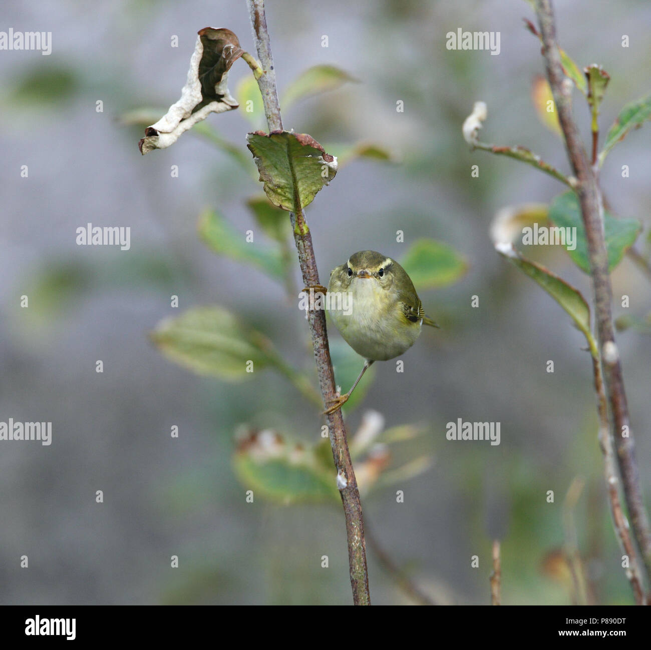 Yellow-browed Warbler (Phylloscopus inornatus) during autumn migration ...