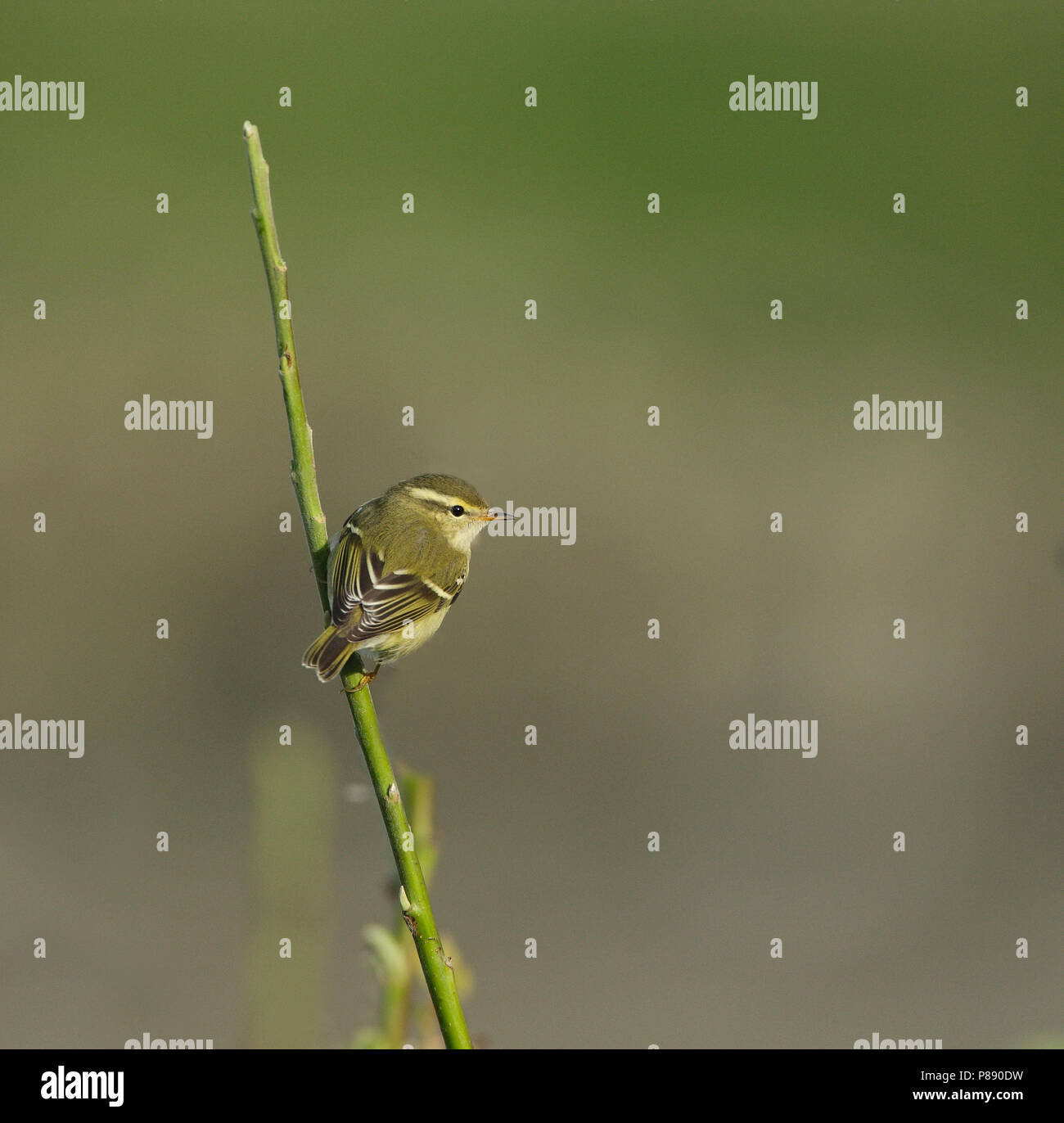 Yellow-browed Warbler (Phylloscopus inornatus) during autumn migration ...