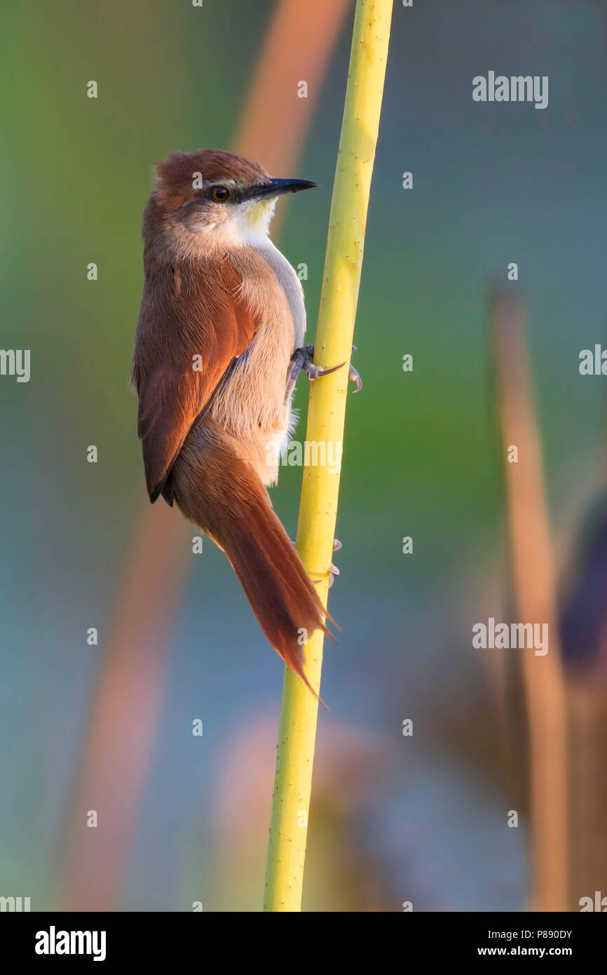 Spinetail hi-res stock photography and images - Alamy