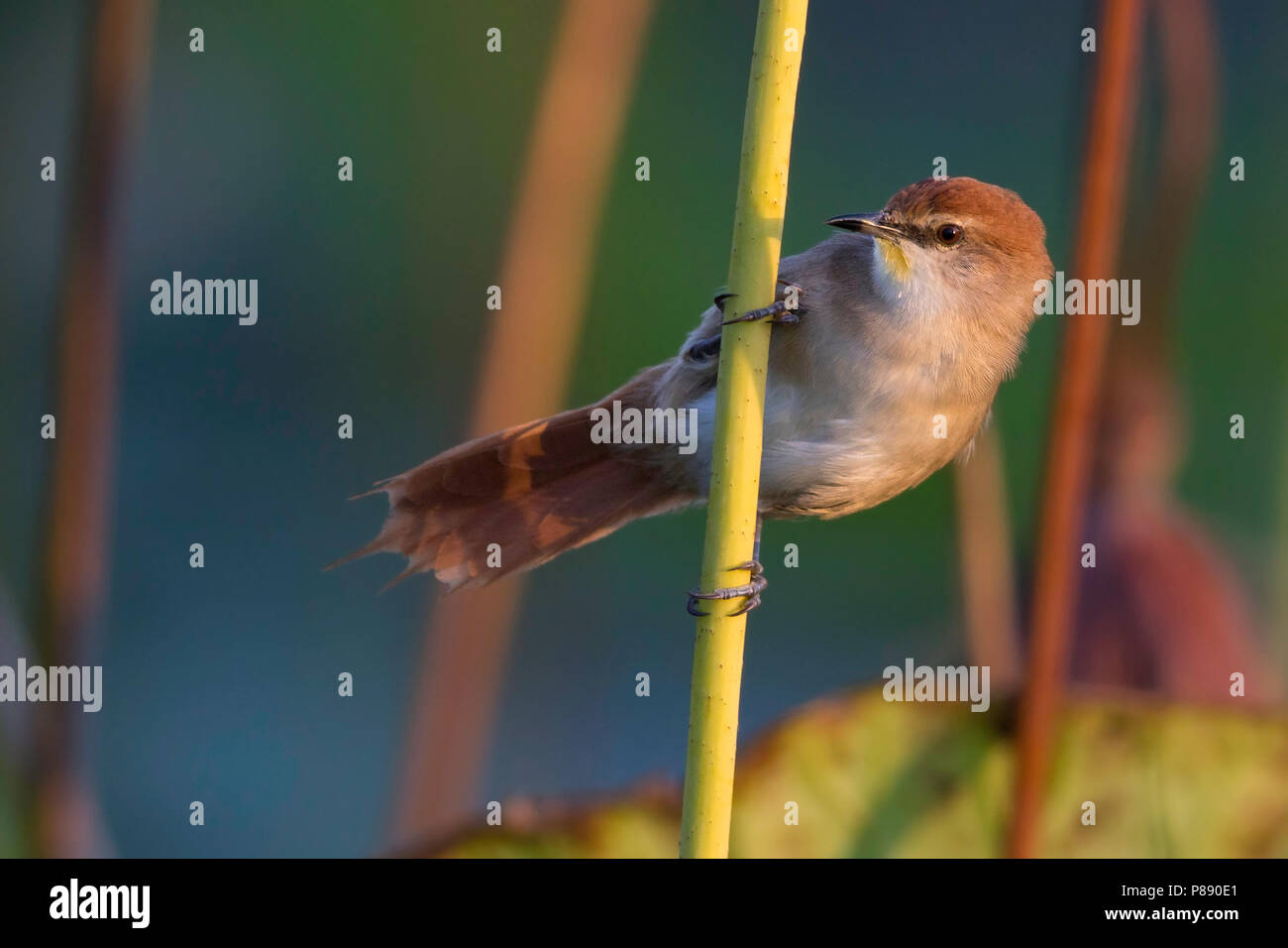 Spinetail hi-res stock photography and images - Alamy