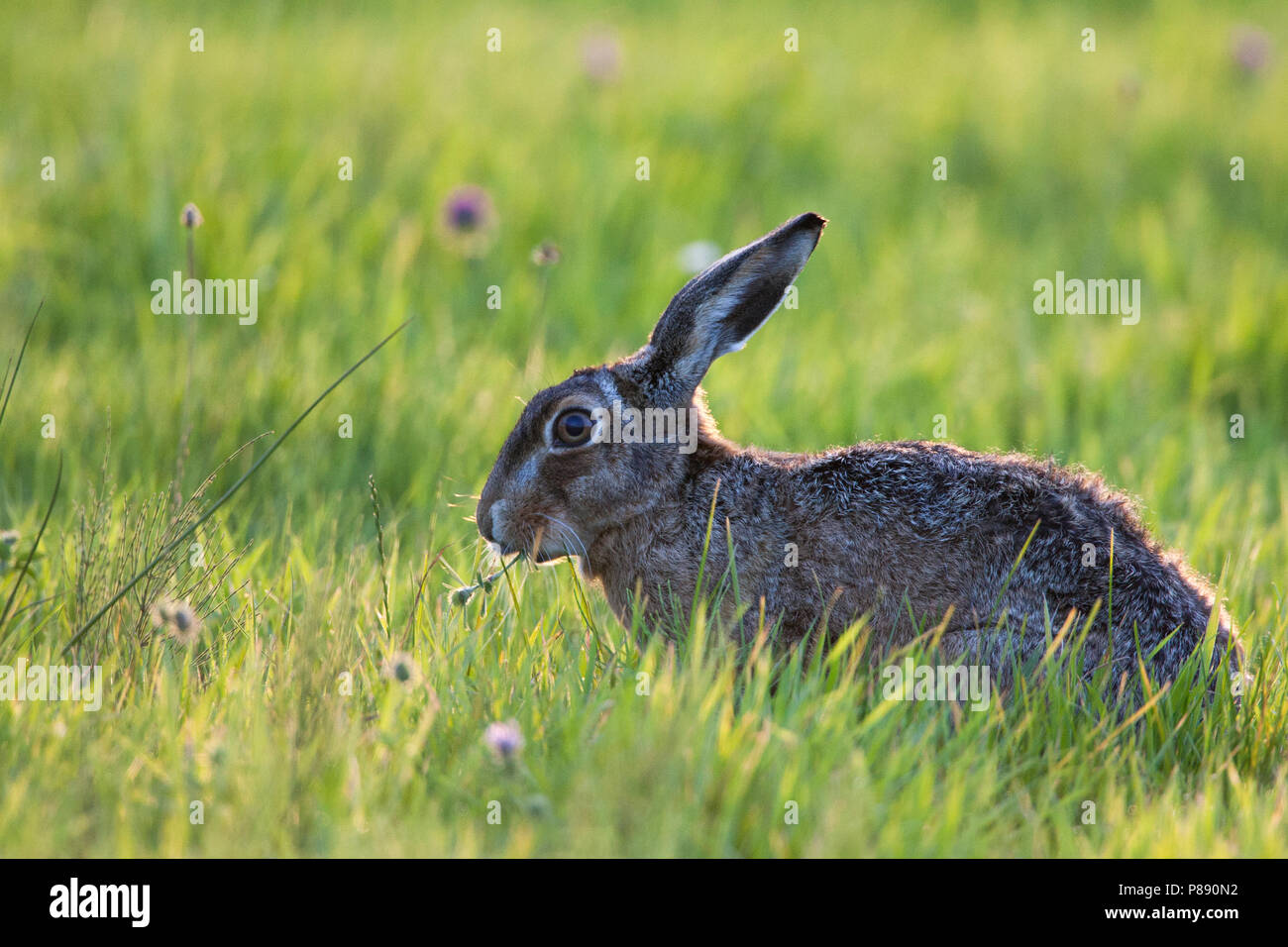Europese Haas foeragerend in grasveld; European Hare foraging in ...