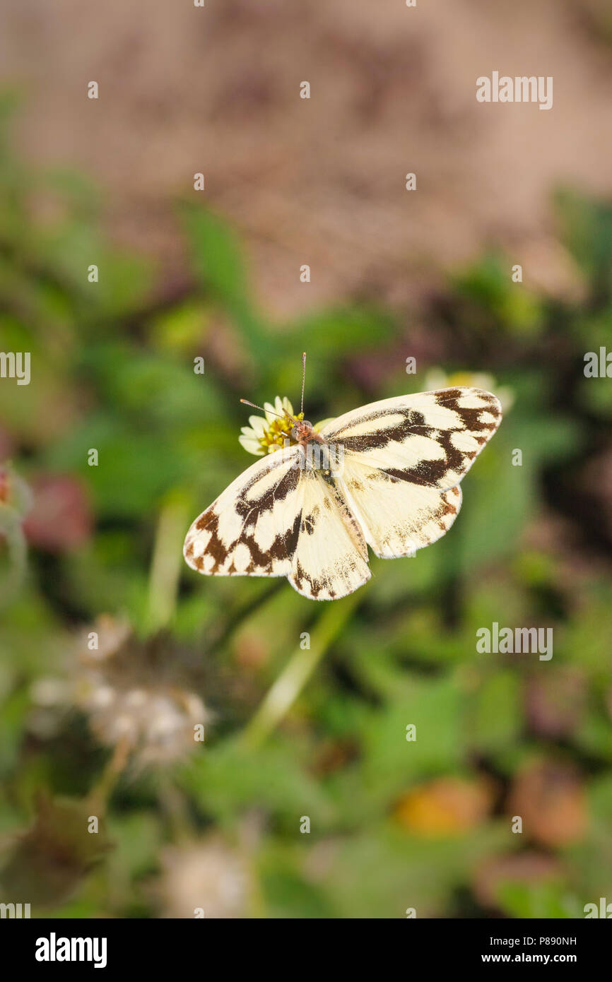 Witjes hi-res stock photography and images - Alamy