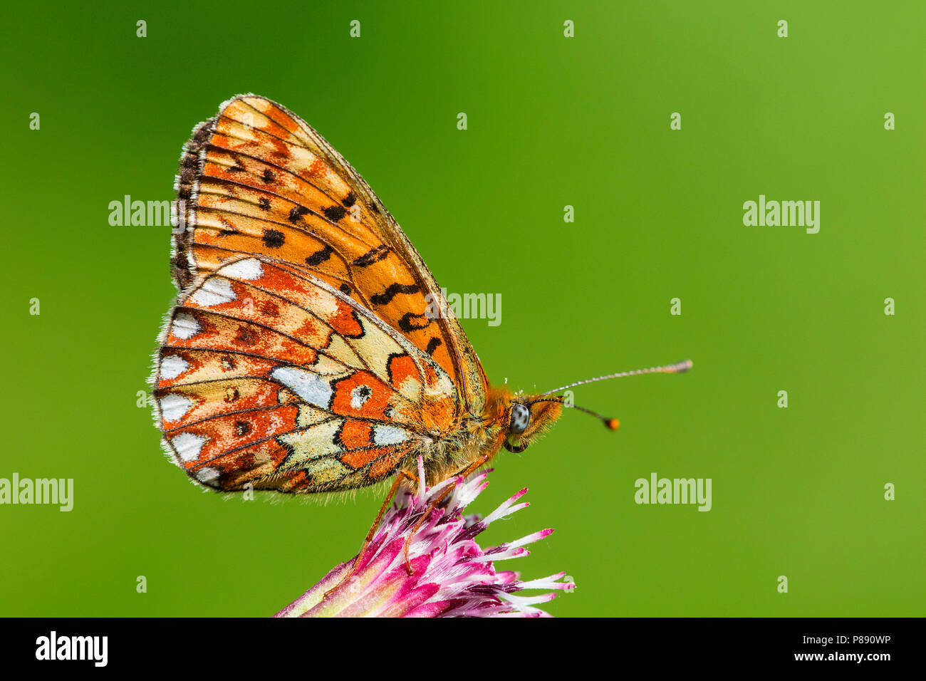 Pearl bordered fritillary butterfly boloria euphrosyne hi-res stock ...
