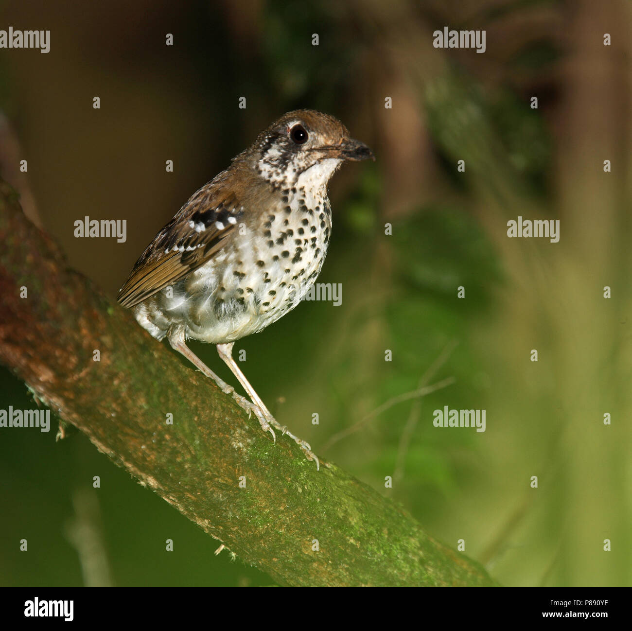 Spot-winged thrush (Zoothera spiloptera), an endemic resident breeder ...