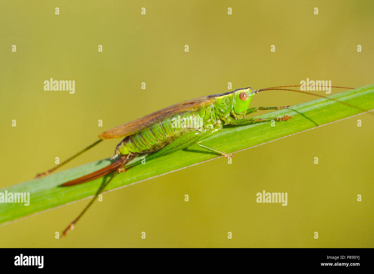 Zuidelijk Spitskopje, Long-winged Cone-head Stock Photo - Alamy