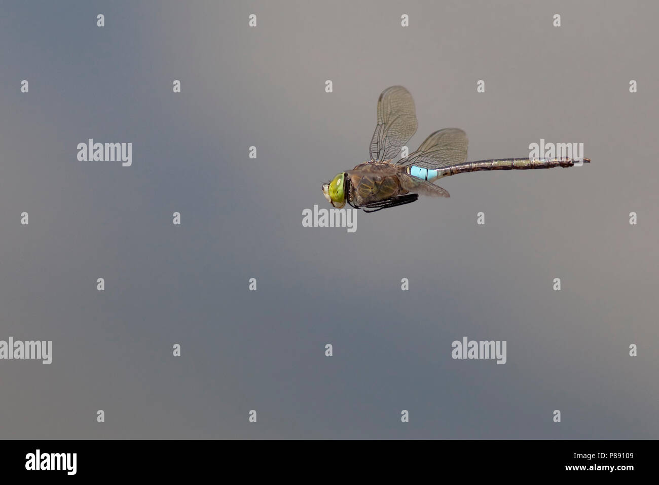 Vliegende imago Zuidelijke keizerlibel; Flying Adult Lesser Emperor ...