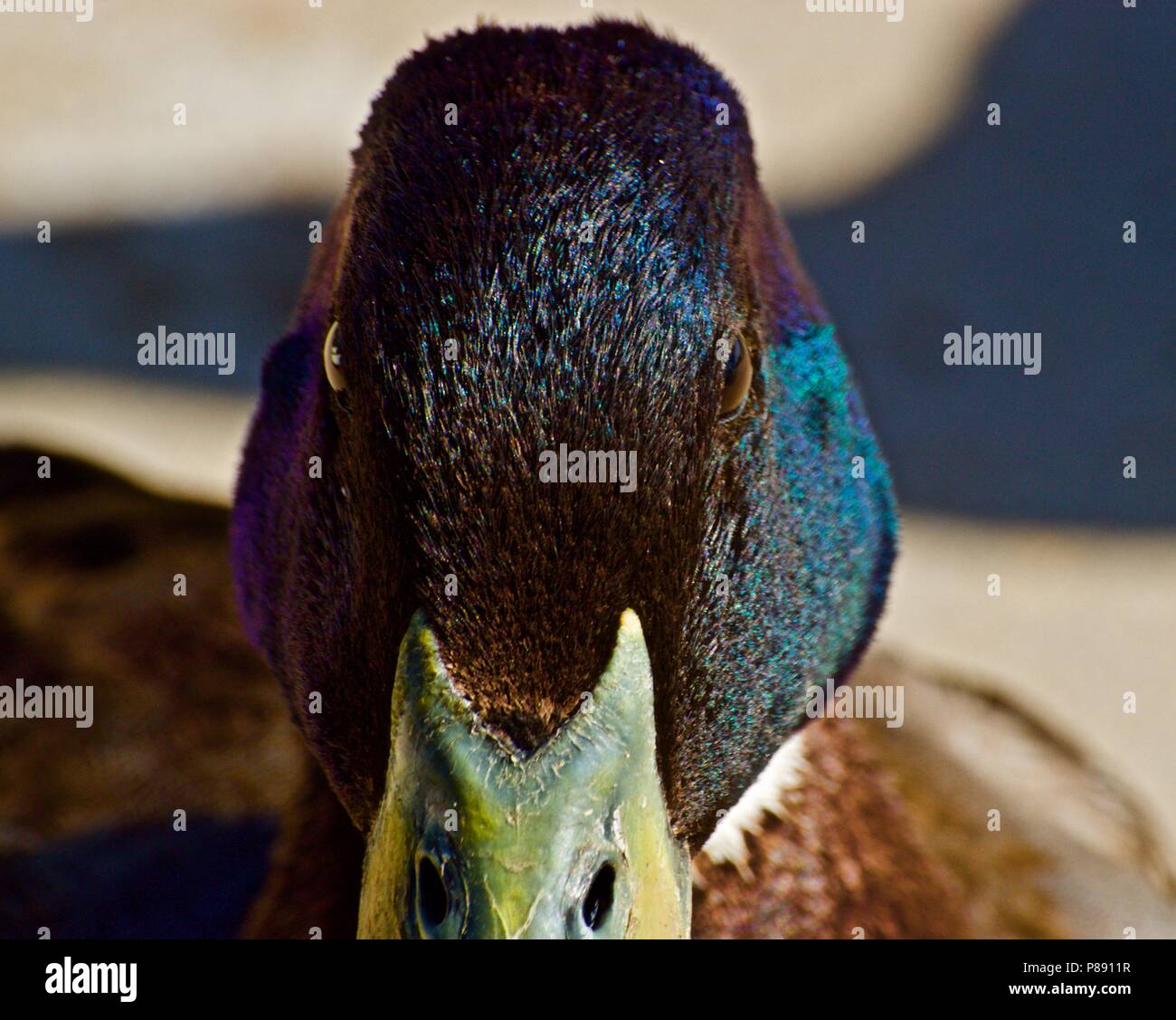 Drake curl hi-res stock photography and images - Alamy