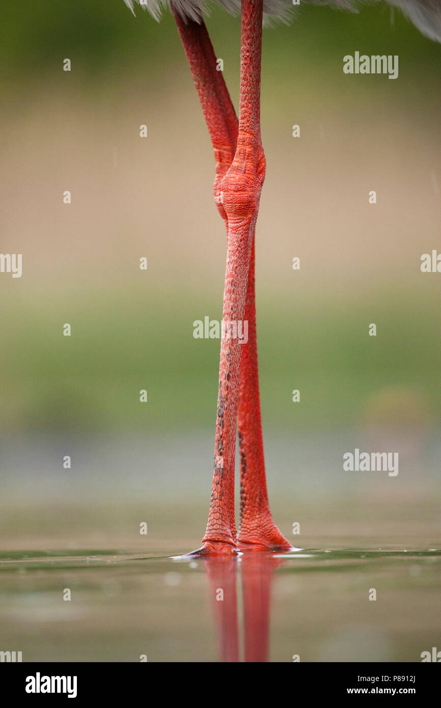 Zwarte Ooievaar volwassen poten; Black Stork adult legs Stock Photo - Alamy