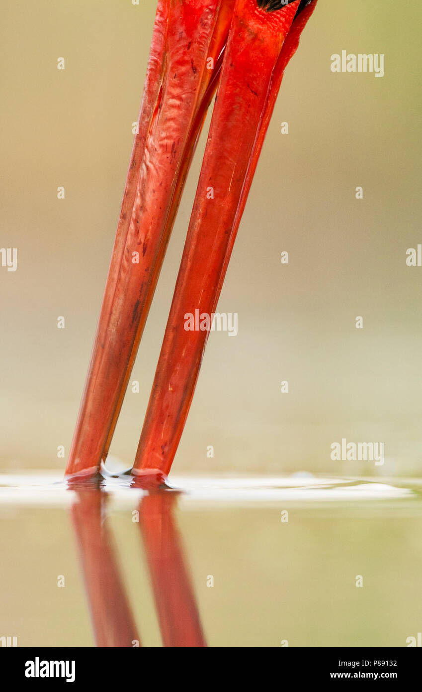Stork beak close hi-res stock photography and images - Alamy