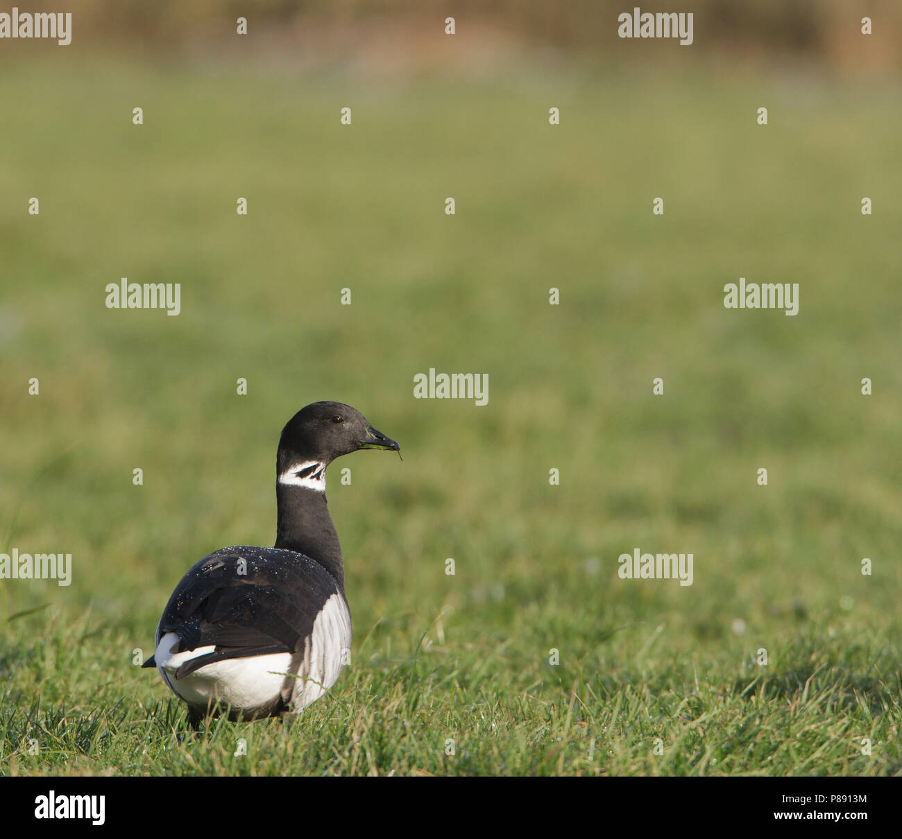 Black Brant; Zwarte Rotgans; Branta nigricans Stock Photo - Alamy