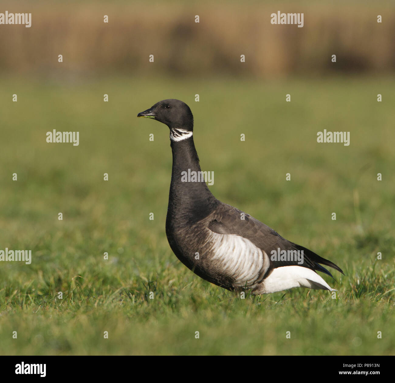 Black Brant; Zwarte Rotgans; Branta nigricans Stock Photo - Alamy