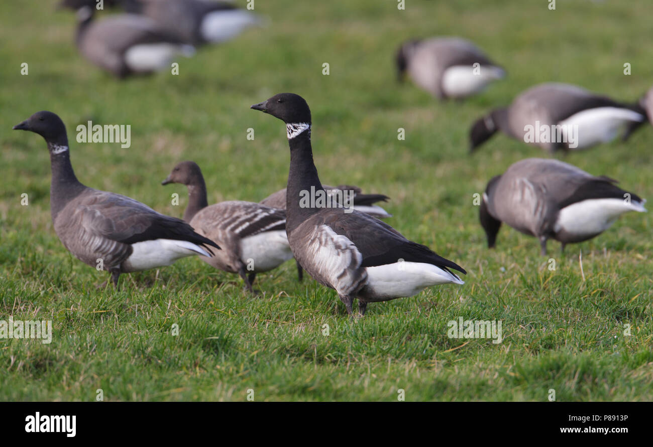 Black Brant Nigricans High Resolution Stock Photography and Images - Alamy