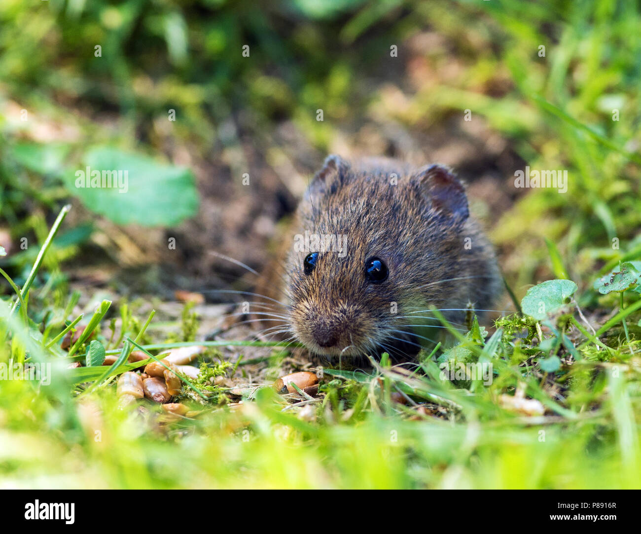 Veldmuis; Common Vole Stock Photo - Alamy
