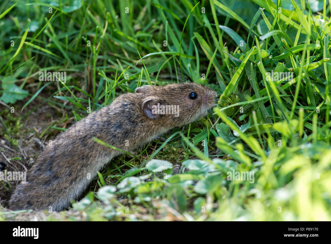 Veldmuis; Common Vole Stock Photo - Alamy