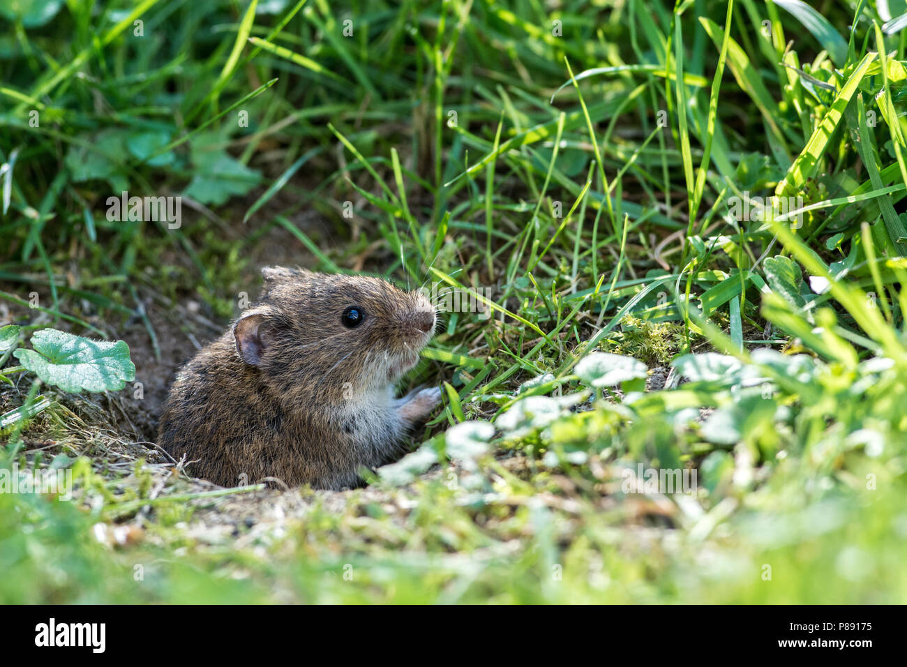 Veldmuis; Common Vole Stock Photo - Alamy