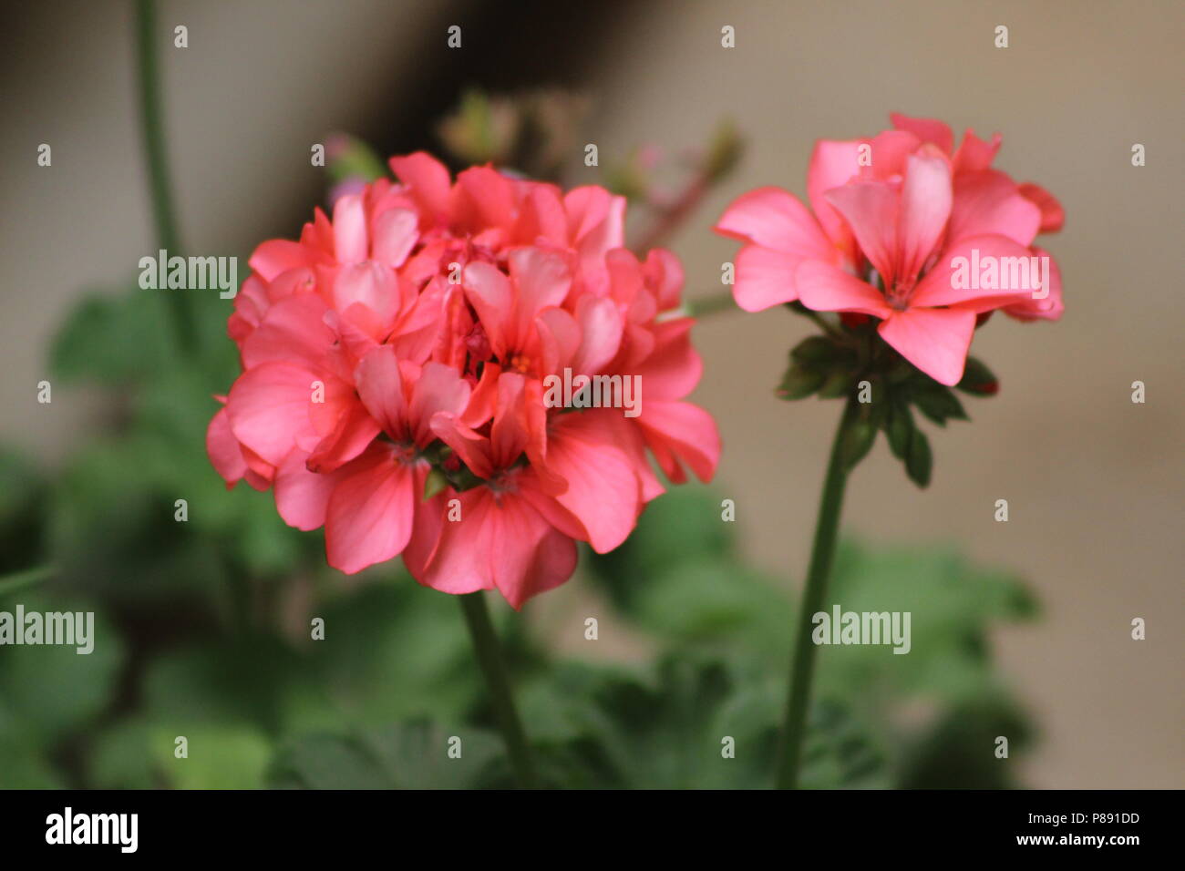 Flower pots garden insects hi-res stock photography and images - Alamy