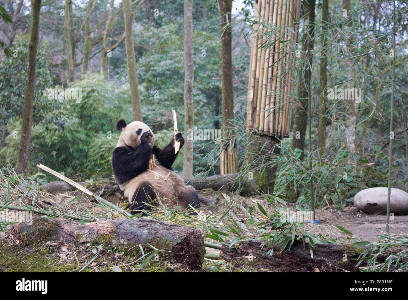 A Panda sat down and having his lunch inside the bamboo forest Stock ...
