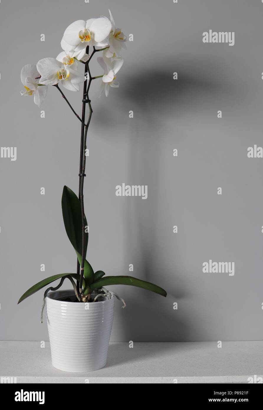 Grey orchid hi-res stock photography and images - Alamy