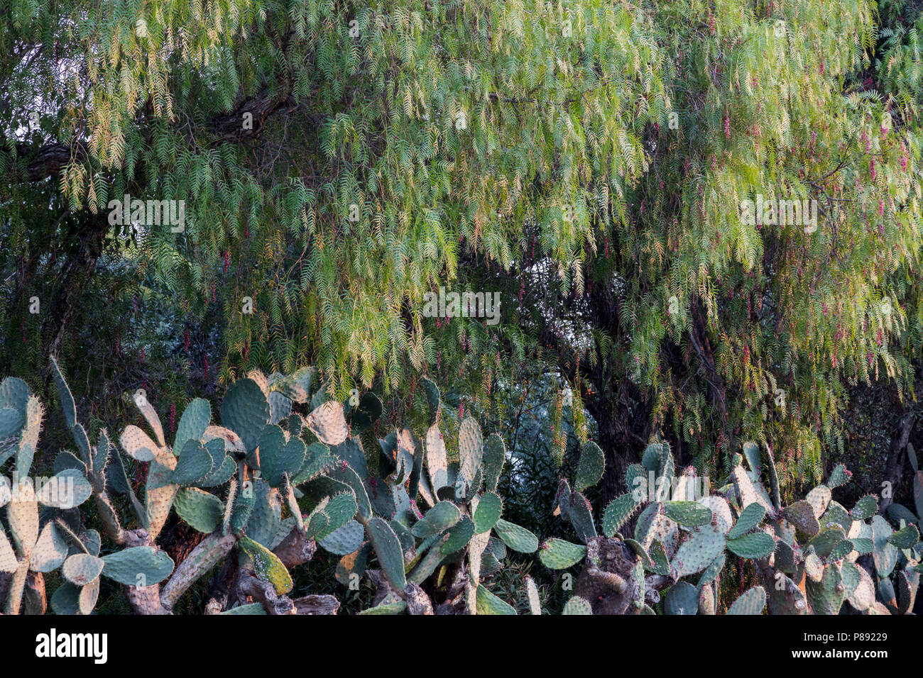 Pepper tree canopy over a large group of cacti caught in perfect light ...