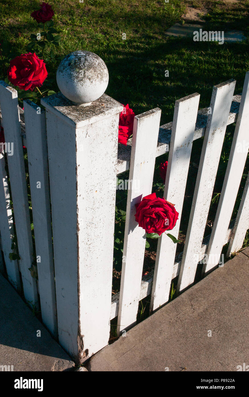 White picket fence corner with beautiful red roses growing and reaching ...