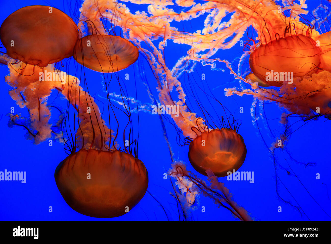Marine biology oceanography hi-res stock photography and images - Alamy