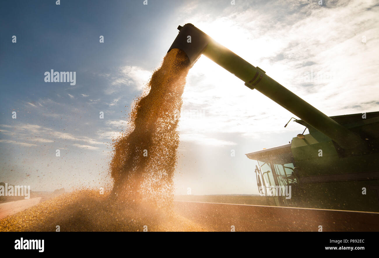 Pouring corn grain into tractor trailer after harvest Stock Photo - Alamy