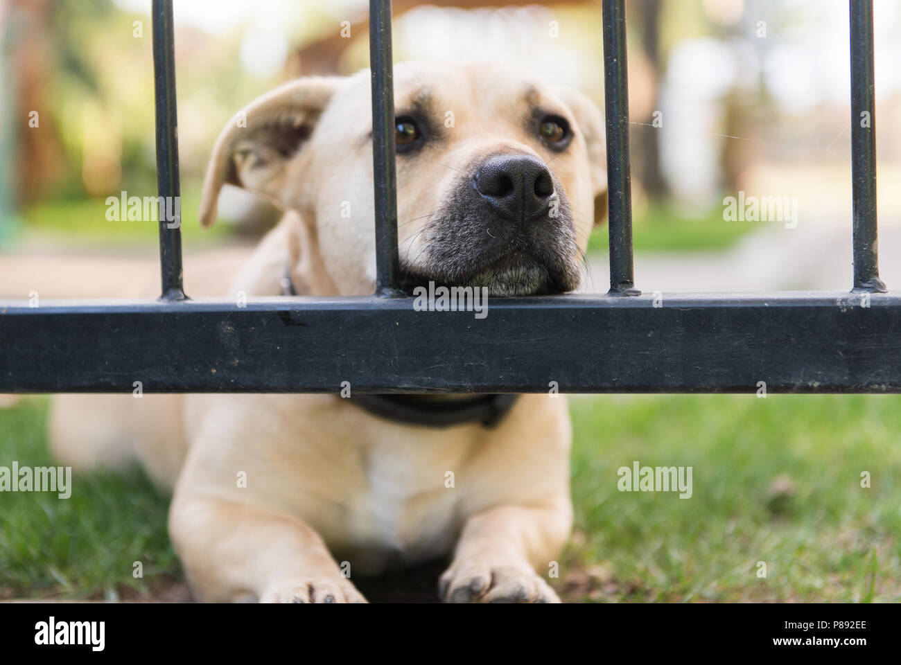 Puppy looking through fence hi-res stock photography and images - Alamy