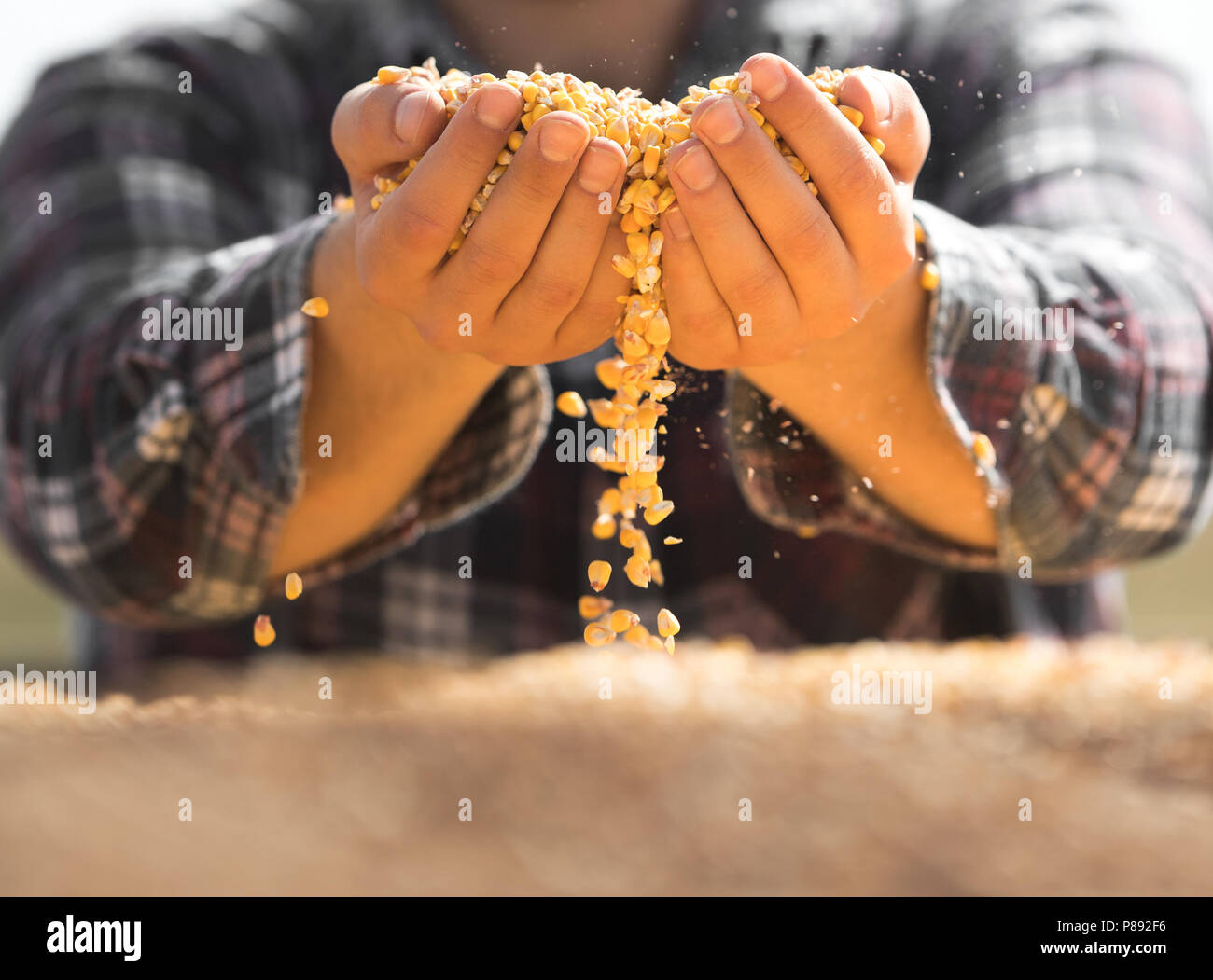 Farmer holding corn grains in his hands Stock Photo - Alamy