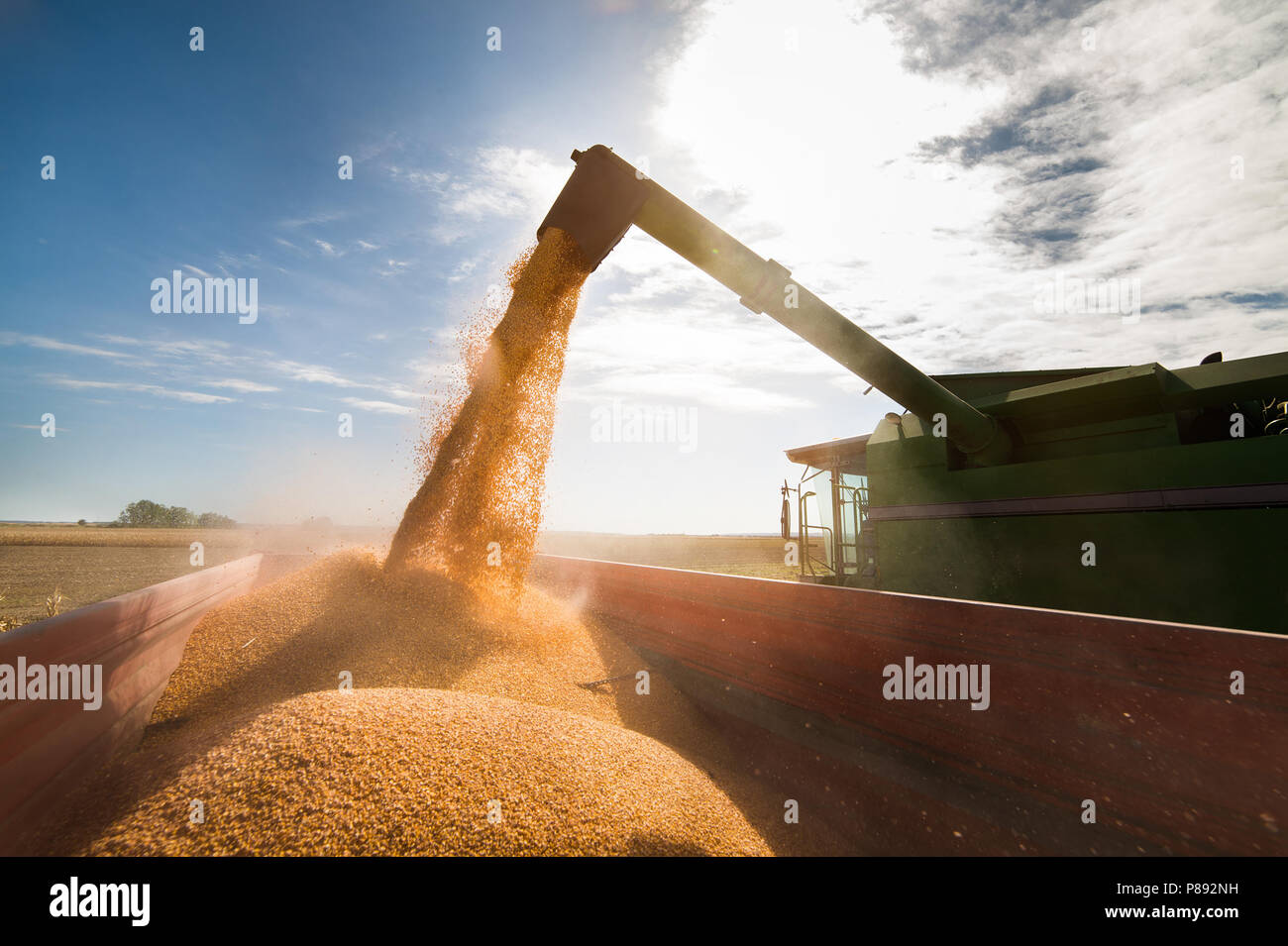 Pouring corn grain into tractor trailer after harvest Stock Photo - Alamy