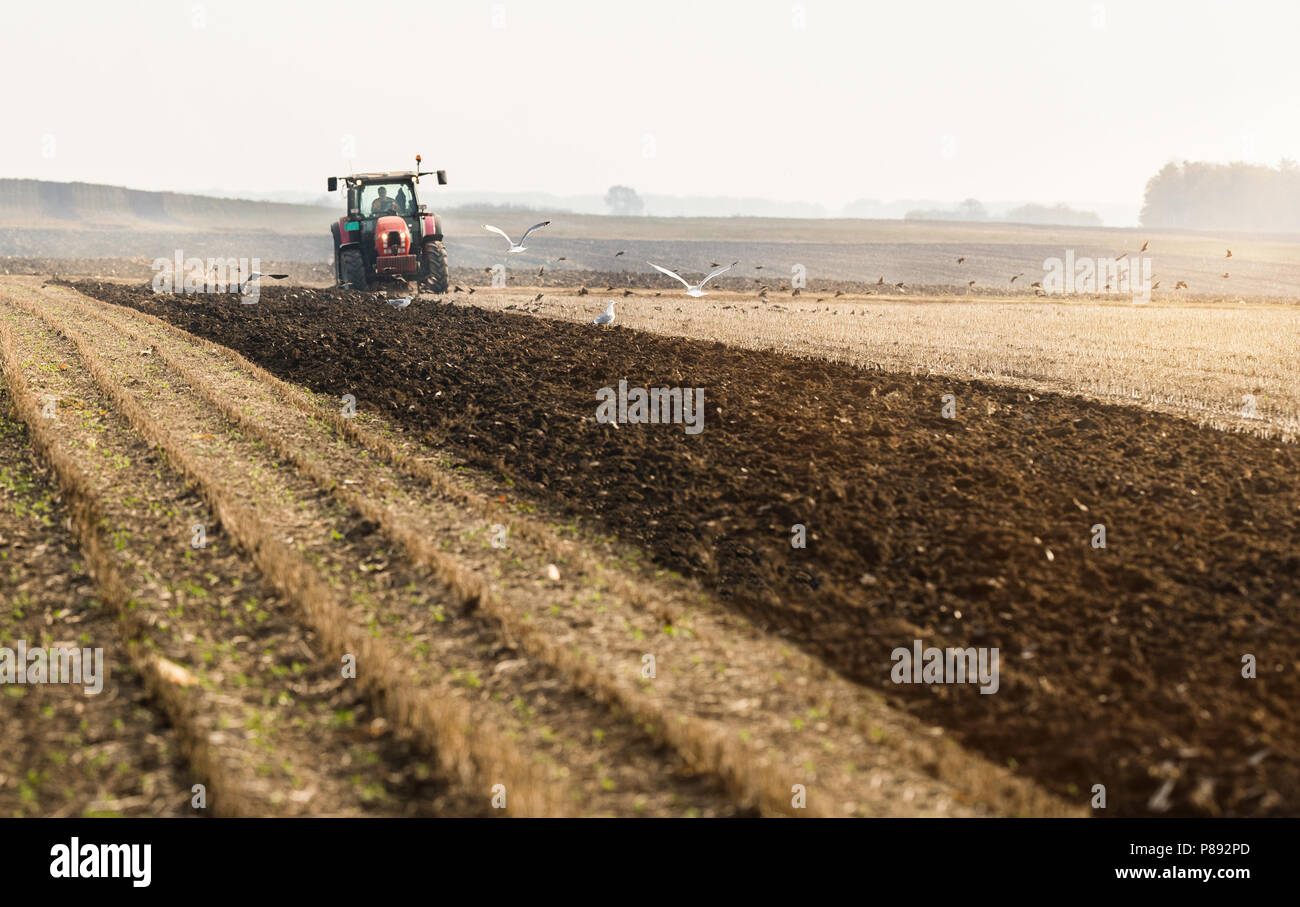 Tractor plowing fields -preparing land for sowing Stock Photo - Alamy