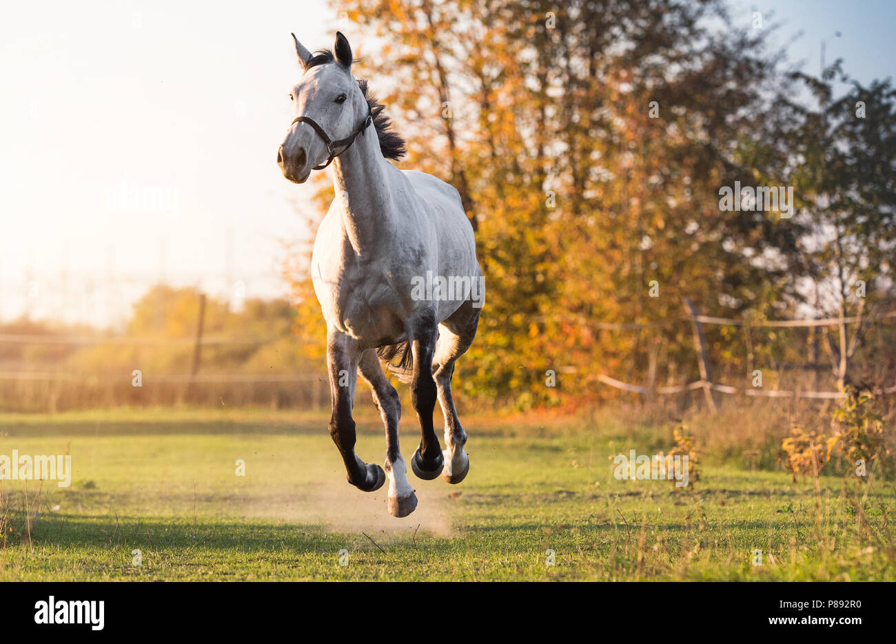 Thoroughbred arabian horse galloping in hi-res stock photography and ...