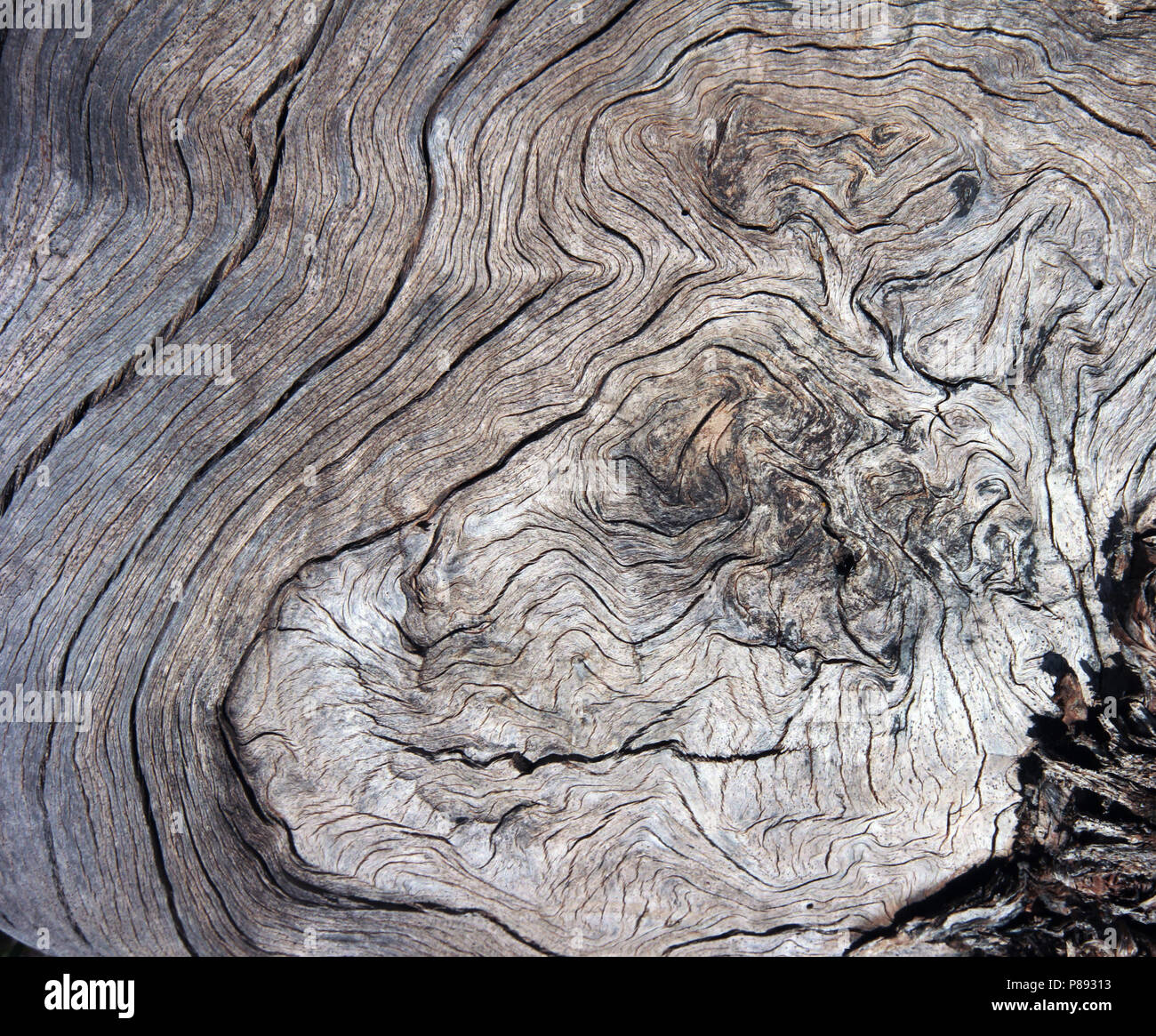 Tree coverings hi-res stock photography and images - Alamy