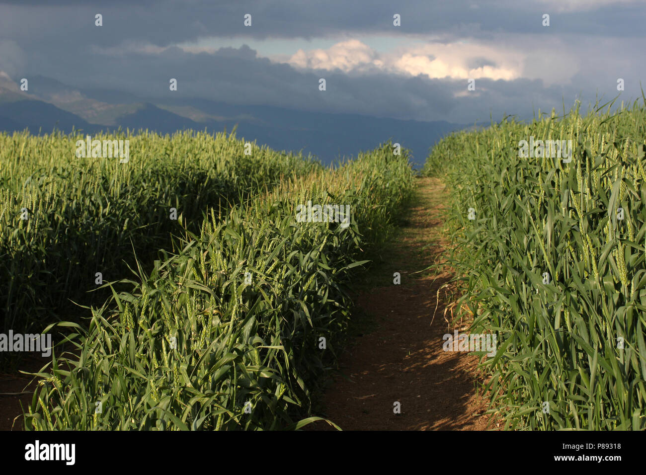 Rural landscape with wheat field Stock Photo - Alamy