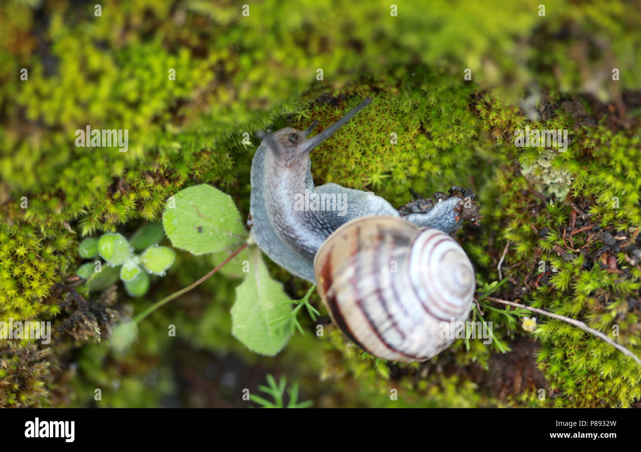 Parasitic snail hi-res stock photography and images - Alamy