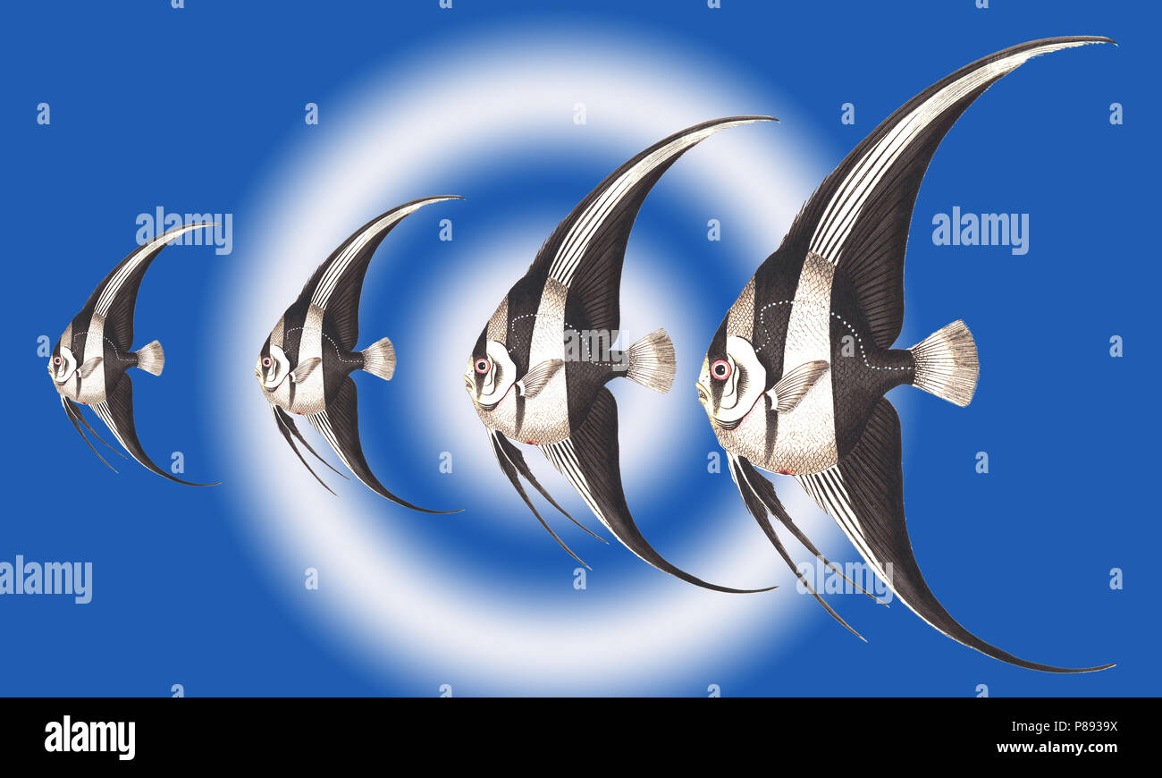 Pterophyllum Angelfish