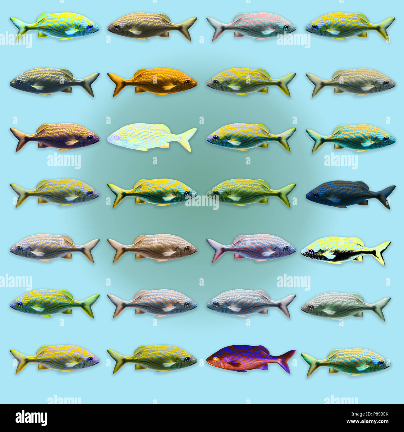 Digitally enhanced image of 28 color variations of a sea fish Stock ...
